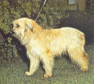 Catalan Shepherd Dog (Gos D'atura Catala)