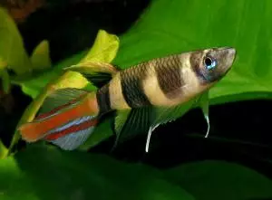 Eldig fundulus. Fundulus fackla. Torch Epiplatis (Pseudepiplatys annulatus) -