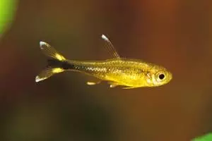 Hasemania. Pescado de cobre. Tetra de cobre (Hasemania nana) -