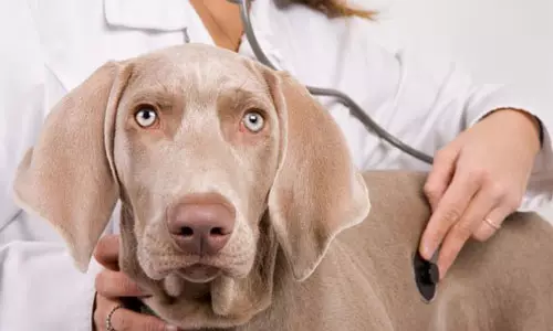 Malattie del cane: enterite da parvovirus