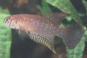 Cynolebias whitei