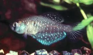 Cynolebias bellotta (Cynolebias bellottii)