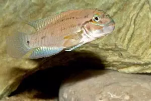 Telmatoxromis temporalis (Telmatochromis temporalis) -