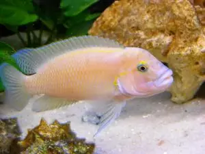 Telmatochromis temporalis (Telmatochromis temporalis) -