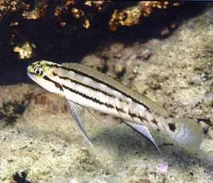 Telmatochromis bifrenatus (Telmatochromis bifrenatus)