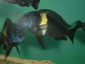 Inkwenkwezi trophyus (Tropheus duboisi) -