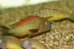 Трофеуса Мура (Tropheus moorii)