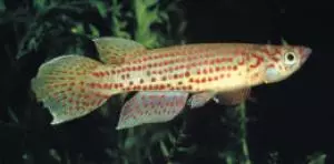 Epiplatys macrostigma