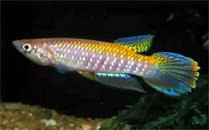 Epiplatys fasciolatus ဖြစ်သည်