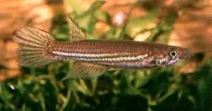 Epiplatys chevalieri ဖြစ်သည်