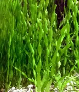 Bíseach Vallisneria (Vallisneria spiralis) -