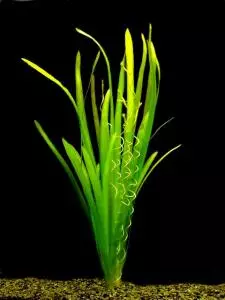 Fathach Vallisneria (Vallisneria gigantea)