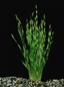 Vallisneria bükülmüş yapraklı (Vallisneria spiralis f. Tortifolia)