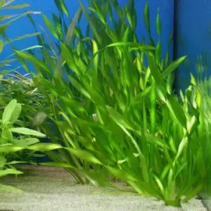 Vallisneria آمريڪا (Vallisneria americana)