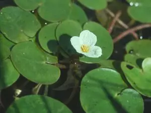 Acquerello di rana (Hydrocharis morsus-ranae, Linne.) -