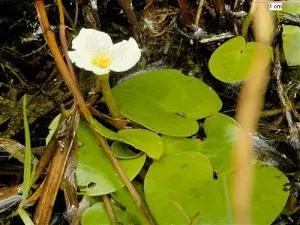 Acquerello di rana (Hydrocharis morsus-ranae, Linne.) -