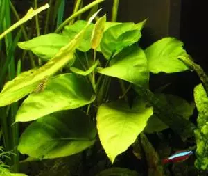 아누비아스 바르테리(Anubias barteri var.barteri)