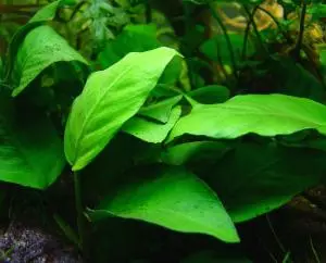 Anubias nana (Anubias nana eller Anubias barteri var.nana)