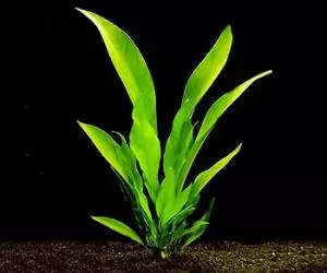 Anubias ကျဉ်းသောအရွက်များ (Anubias lanceolata သို့မဟုတ် Anubias barteri var ။ angustifolia)