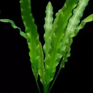 Aponogeton wavy au viviparous (Aponogeton stachysporus au undulatus) -