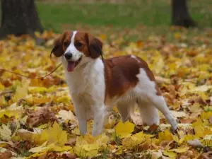 Nederlânsk Keikerhondje: ûnderhâld fan hûs, foto, keapje, fideo, priis 401_2