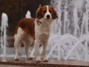 Dutch Keikerhondje: Hauswartung, Foto, Kauf, Video, Preis 401_3