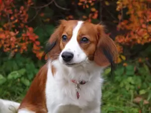 Dutch Keikerhondje: tausiga fale, ata, faʻatau, vitio, tau 401_4