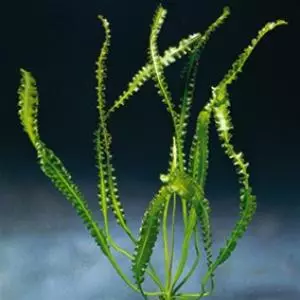 Aponogeton com folhas de couro (Aponogeton longiplumulosus)