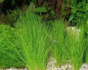 Purvs (Eleocharis acicularis) -