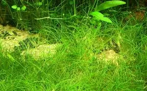 Paya (Eleocharis acicularis) -