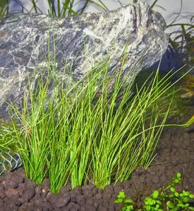 작은 Sitnyag (Eleocharis parvula)