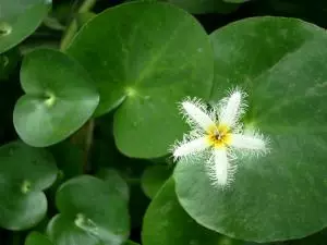 Intyatyambo yeMarsh (Nymphoides humboldtiana okanye Villacrisia humboldtiana) -