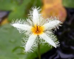 মার্শ ফুল (Nymphoides humboldtiana or Villacrisia humboldtiana) -