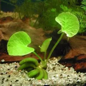 Banana aquatic or Banana plant (Nymphoides aquatica or Anonymos aquatica)