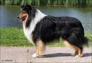 Collie (Scottish Shepherd)