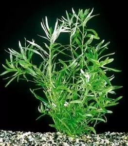 Geterantera zosterifolia an Heteranthera zosteraefolia -