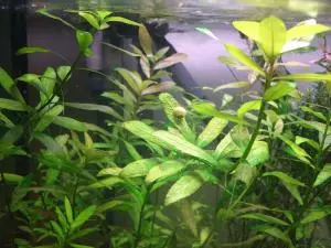 Hygrophila polysperma หรือ Indian or Marsh (Hygrophila polysperma)