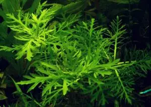 Hygrophila longifolia ?: foto, video, konten, breeding, tuku