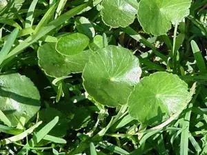 Hydrocotyl lodret eller skjoldbruskkirtlen hvirvlet (Hydrocotyle verticillata) -