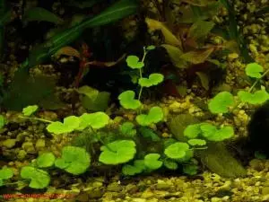 Patayo ang Hydrocotyl o thyroid whorled (Hydrocotyle verticillata) -