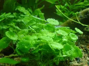 Ukuma ngokuthe nkqo kweHydrocotyl okanye iHyroid (Hydrocotyle verticillata) -