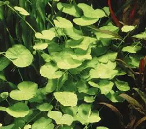 I-thyroid enekhanda elimhlophe (Hydrocotyle leucocephala)