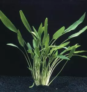 Cryptocoryne lucens -