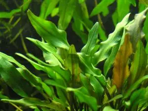 Cryptocoryne сары (Cryptocoryne lutea)