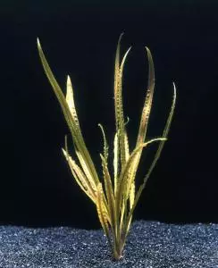 Cryptocoryne retrospiralis ou Cryptocoryne tonkinensis