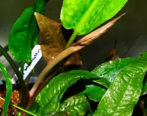 Cryptocoryne ciliata ou Cryptocoryne ciliata