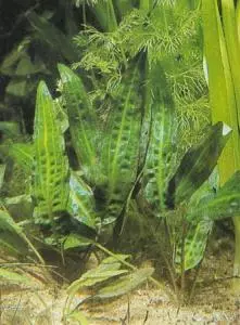 Relacionat amb Cryptocoryne (Cryptocoryne affinis o Cryptocoryne haerteliana)