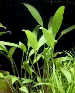 Nag-kita ang Cryptocoryne -