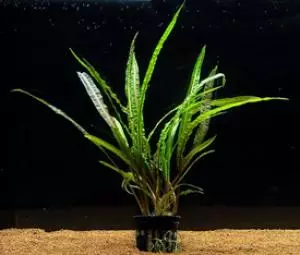 Cryptocoryne balansae