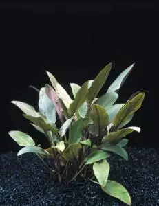 Cryptocoryne becketii arba Cryptocoryne petchii